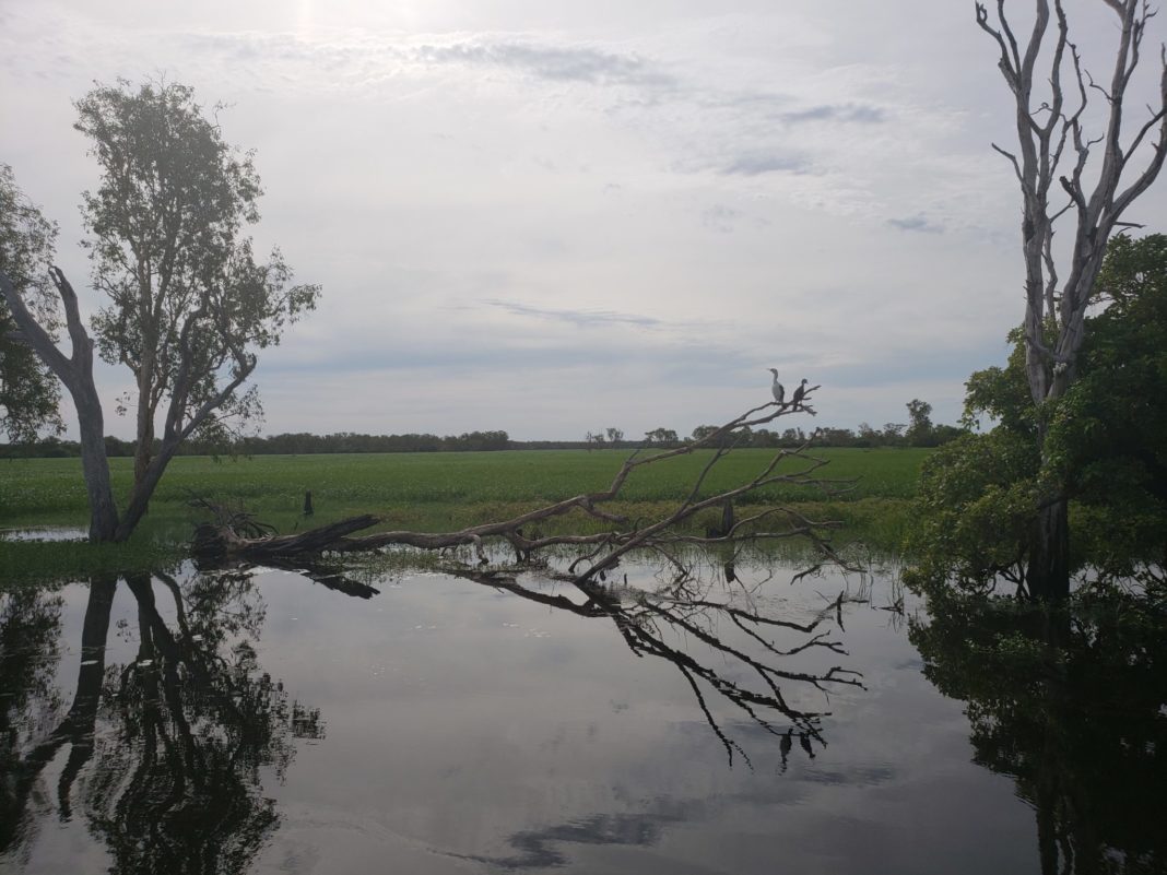 Yellow River Cruise Kakadu: More Croc Hunting