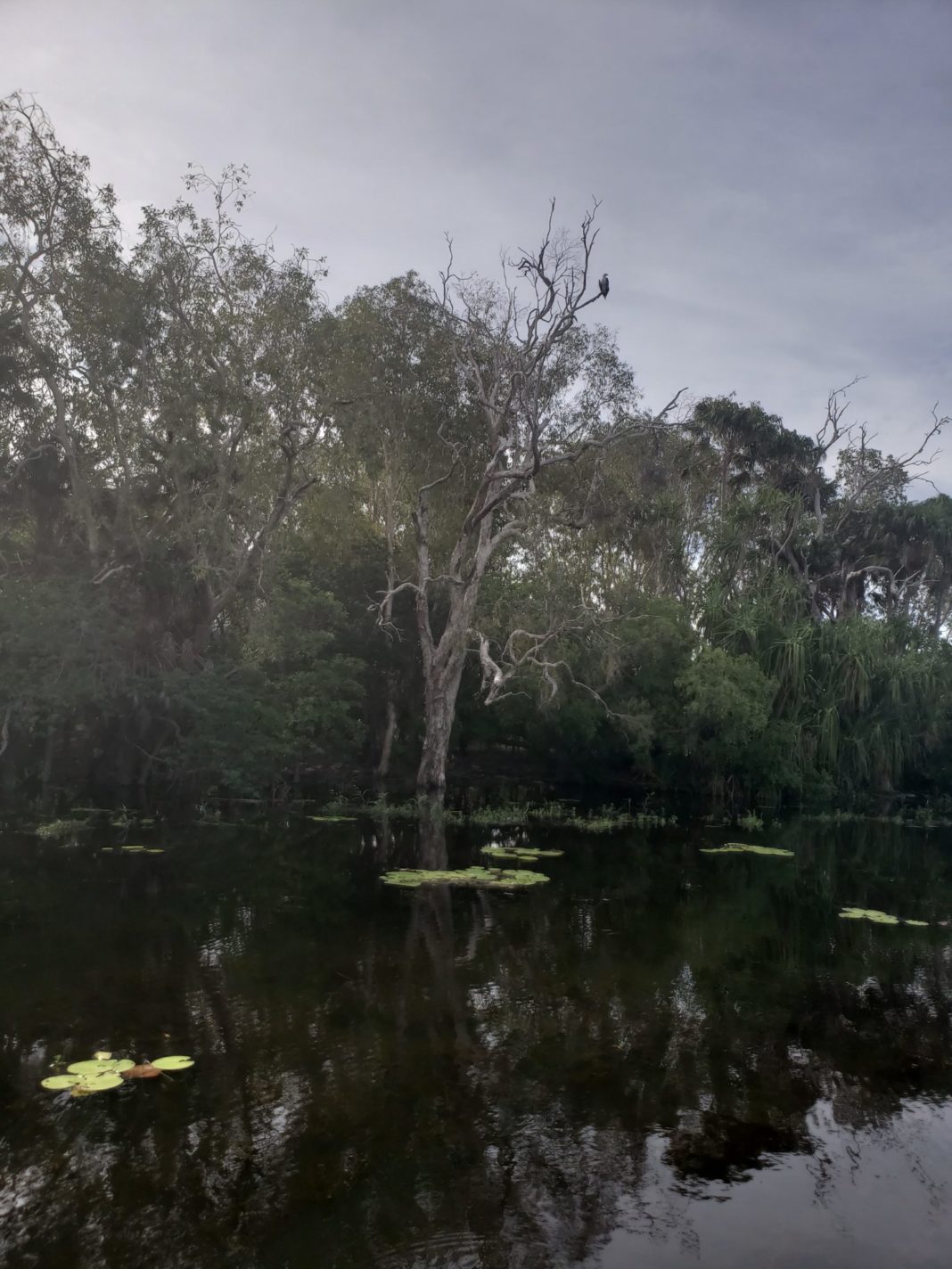 Yellow River Cruise Kakadu: More Croc Hunting