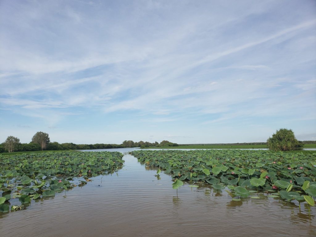 Yellow River Cruise Kakadu: More Croc Hunting